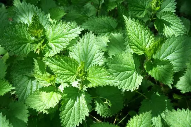 Nettle