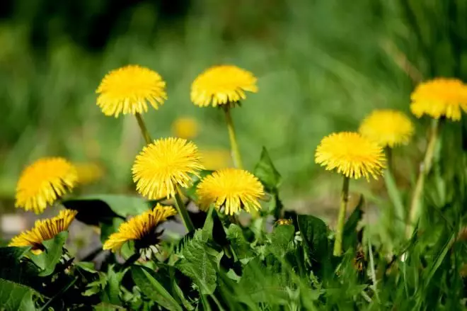 Dandelion