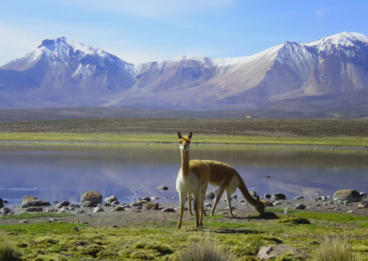 Lama a la riba de l'estany