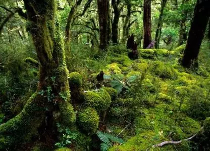 Parco nazionale Fiordland