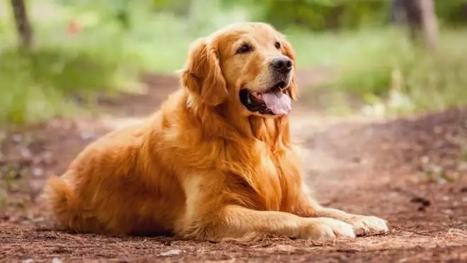 Golden retriever