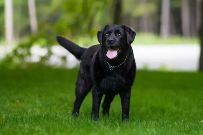 Labradoras