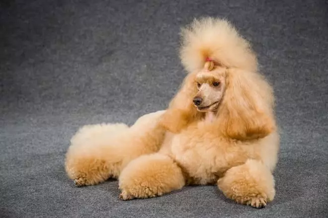 Poodle.