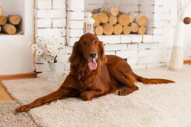 Irish Setter.