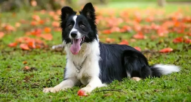 Mpaka collie.