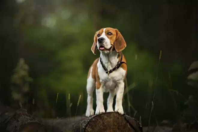 Beagle.