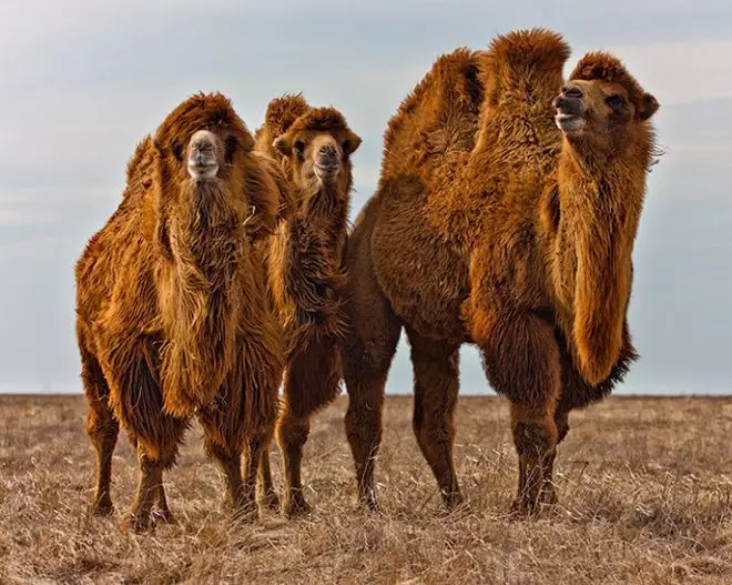 اسطوره شتر ها آب را در چنگال ذخیره می کنند