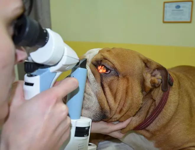 Lintja tsa heso li bona lefatše ho potoloha lefatše ka Gammo e ntšo le e tšoeu