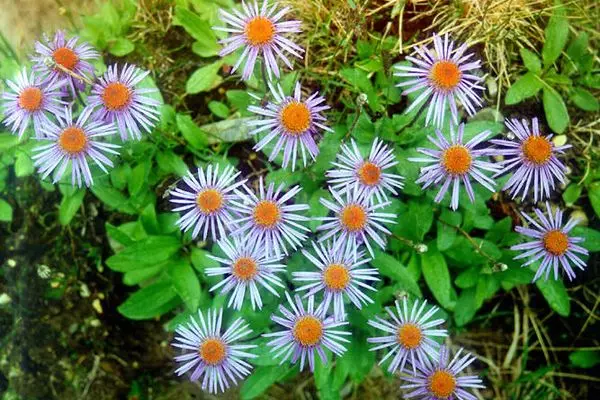 Alpine Aster