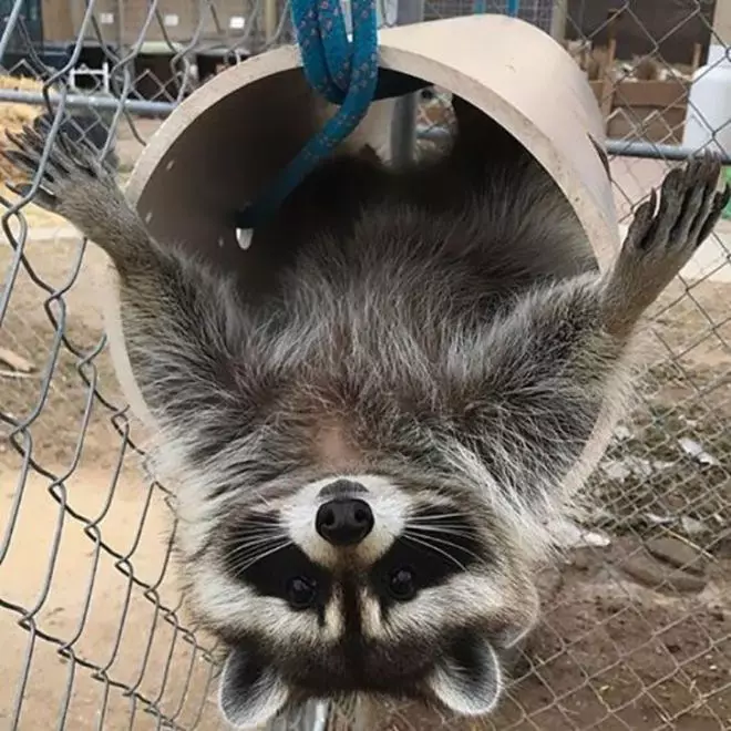 Unsa ka dili cool nga raccoon