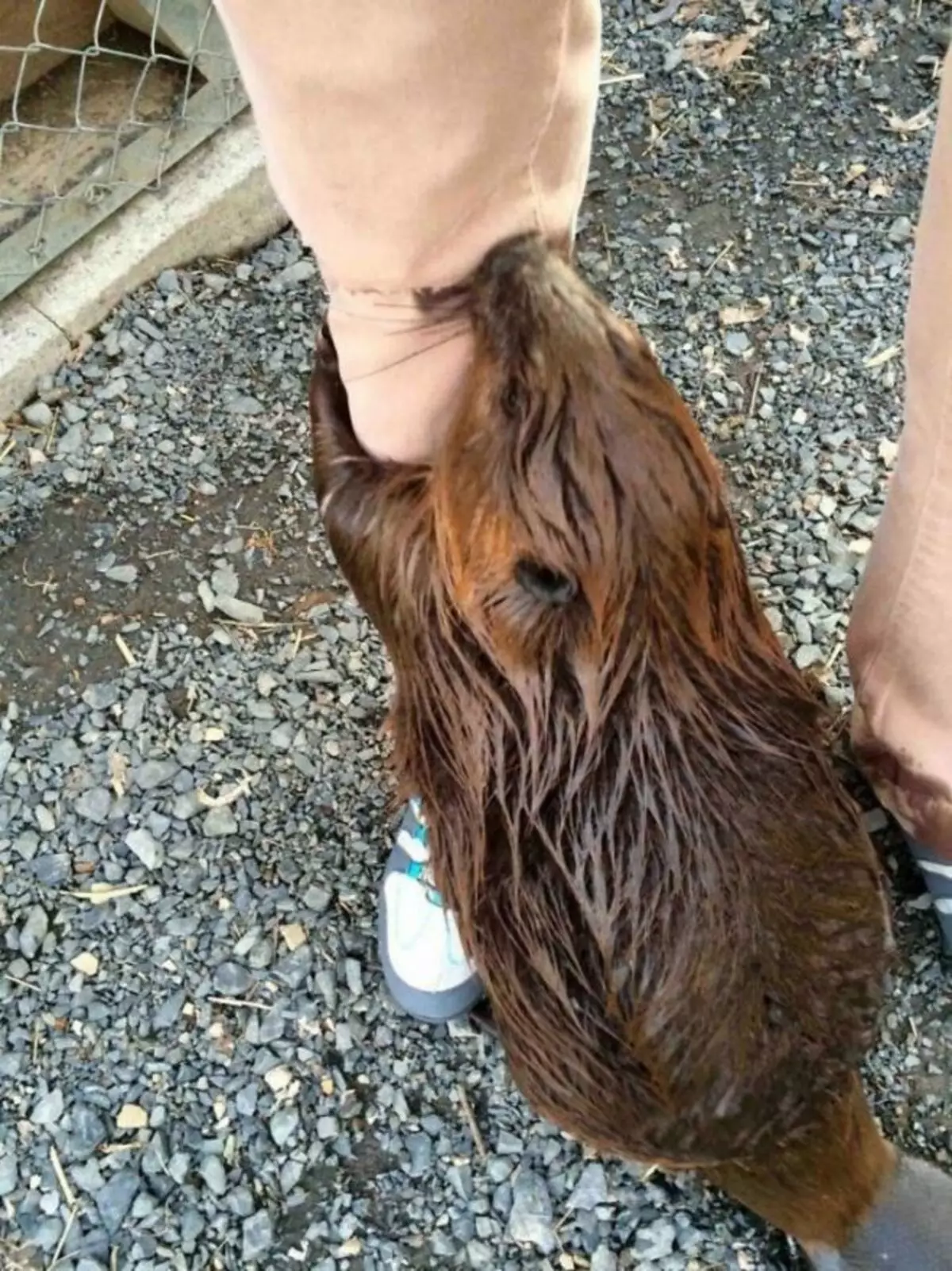 Beaver anapenda kumkumbatia