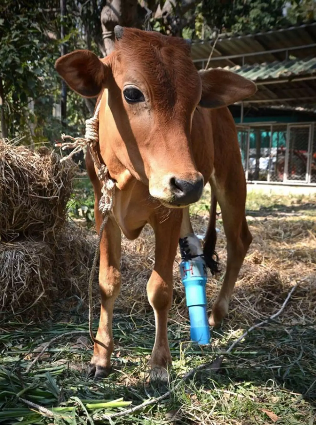 সাইমন