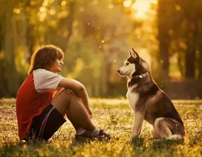 O cão entenda quando