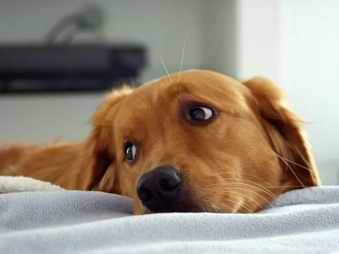 Le chien sait sur la querelle