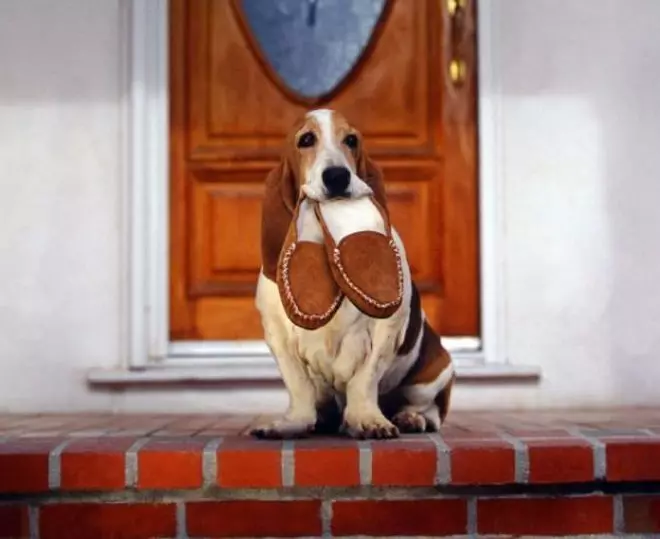 O cão sabe quando