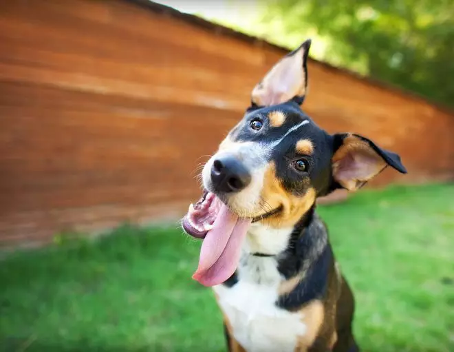 Anjing memahami bertindak