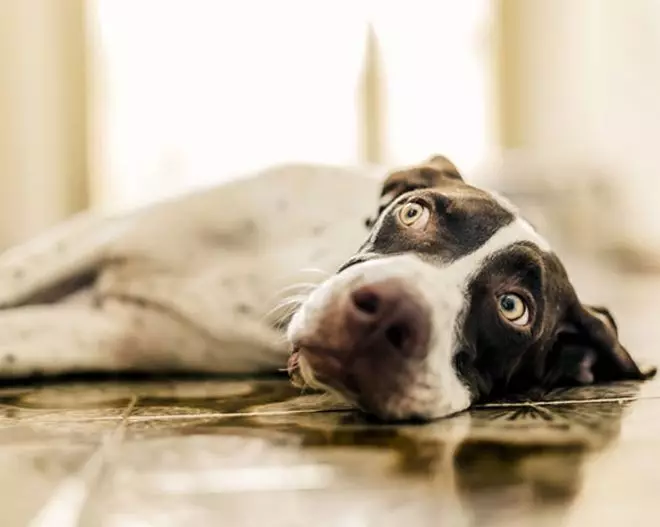 O cão determina as intenções