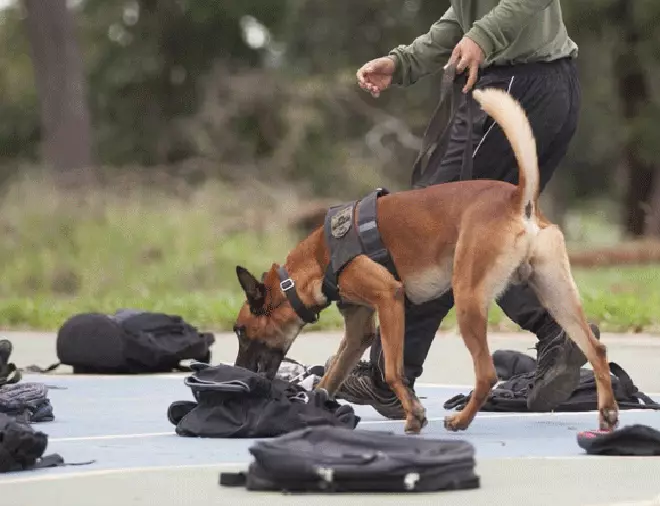 O cão sabe onde