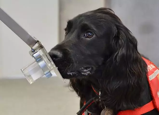 Les chiens sont diagnostiqués du cancer