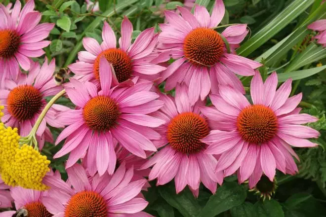 Echinacea