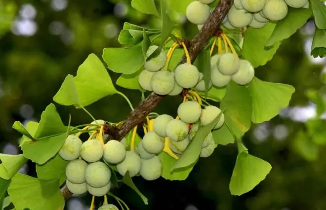 Ginkgo biloba.