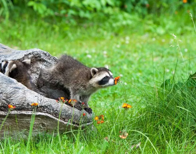 Animals love flowers