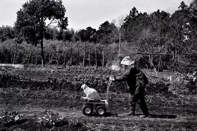 O le tinamatua na te tauaveina se pusi i luga o se taavale