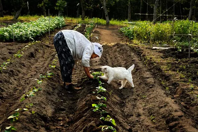 La nonna con un gatto precipitare il letto