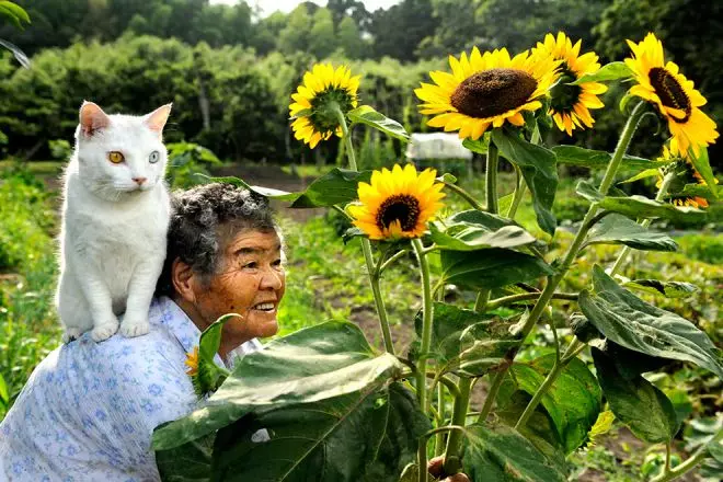 Großmutter mit einer Katze in der Nähe der Sonnenblumen