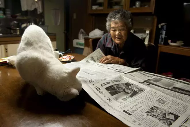 Katten försöker klättra på tidningen