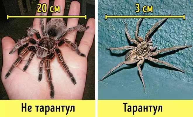 Tarantula.