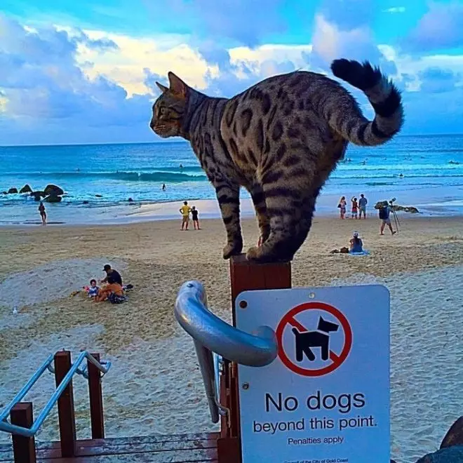 1. A praia não é um lugar para cães.