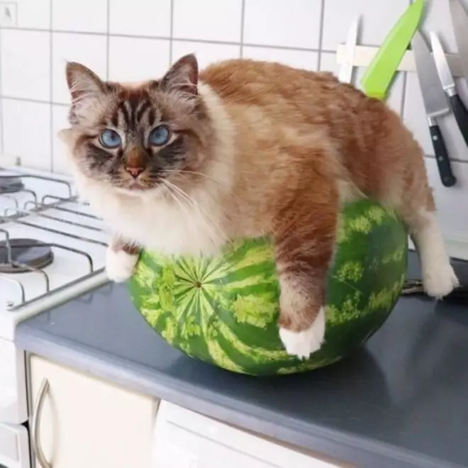 Kucing ing semangka