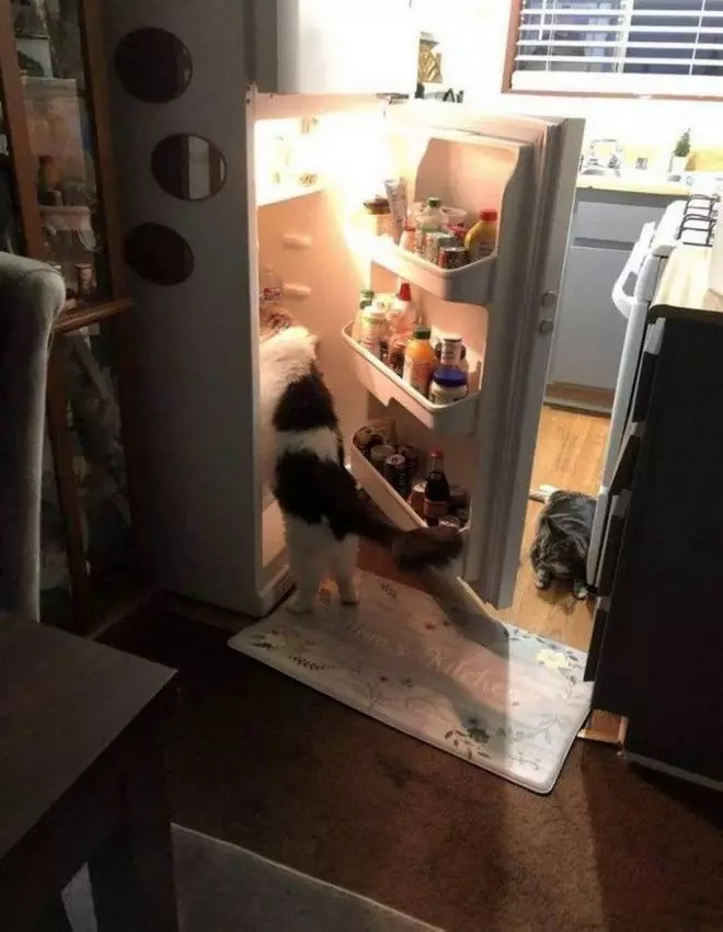 Katze und Kühlschrank.