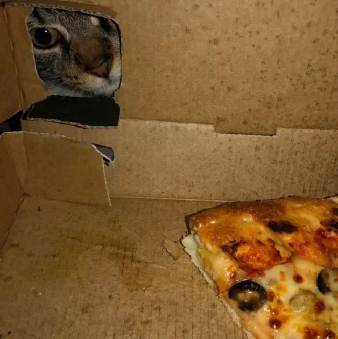 Katze und Pizza.