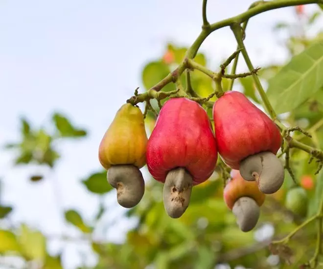 I-Cashew Amandongo