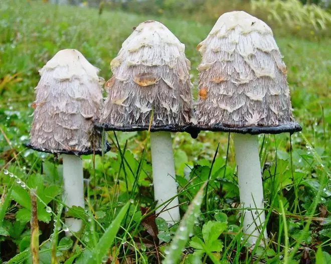 I-Mushroom meurragen