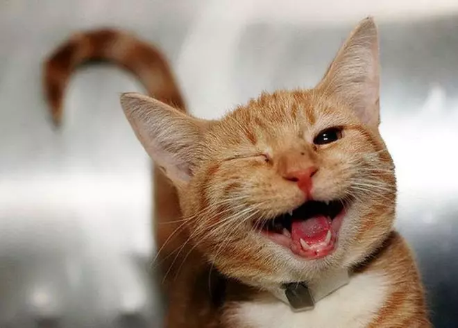 Nasmejana mačka