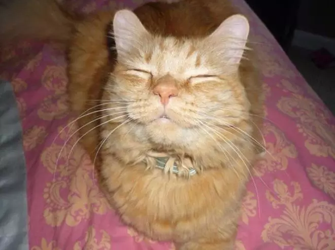 Nasmejana mačka