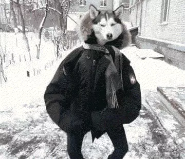 Husky in a man's costume dancing