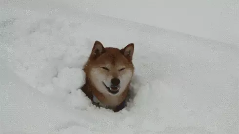 The dog is having fun in the snow