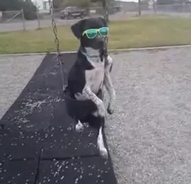 Dog rides a swing