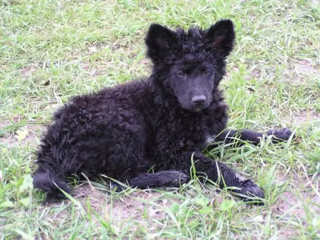 Croația Shepherda.