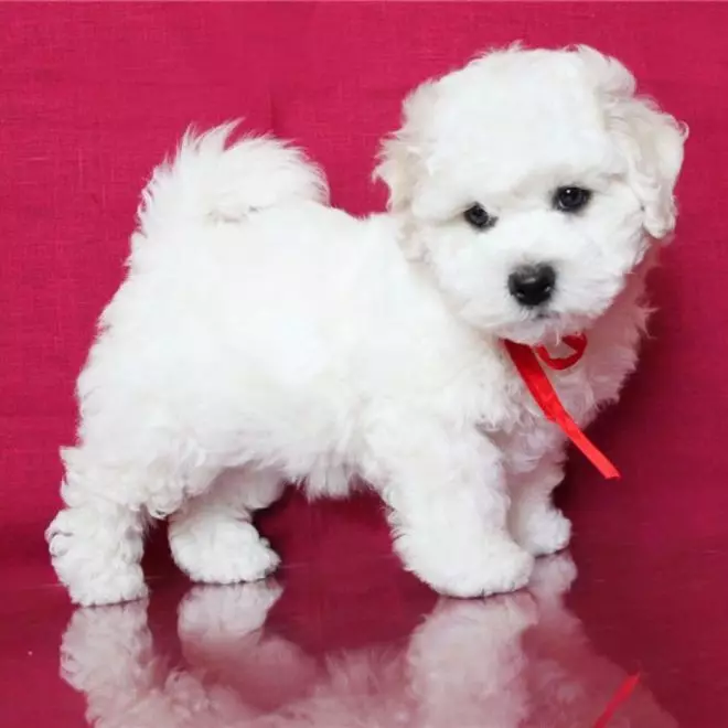 Bicichon Friza