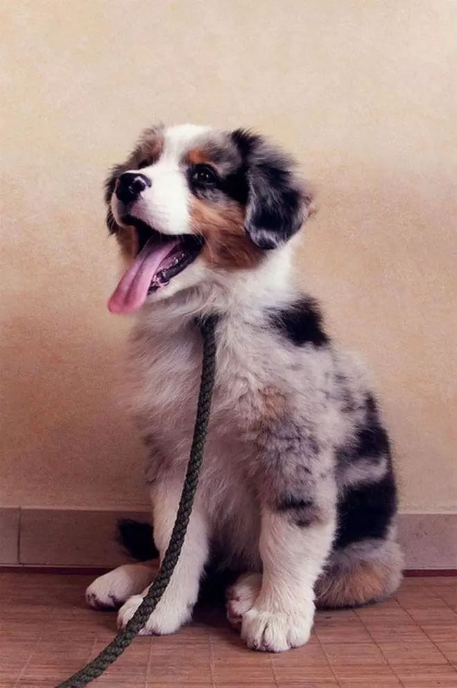 Australian Shepard