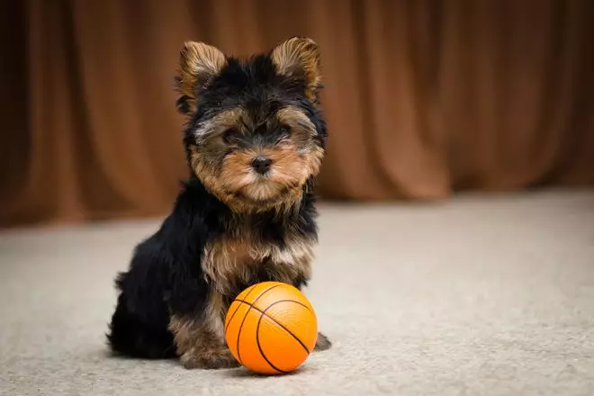 Yorkshire Terrier