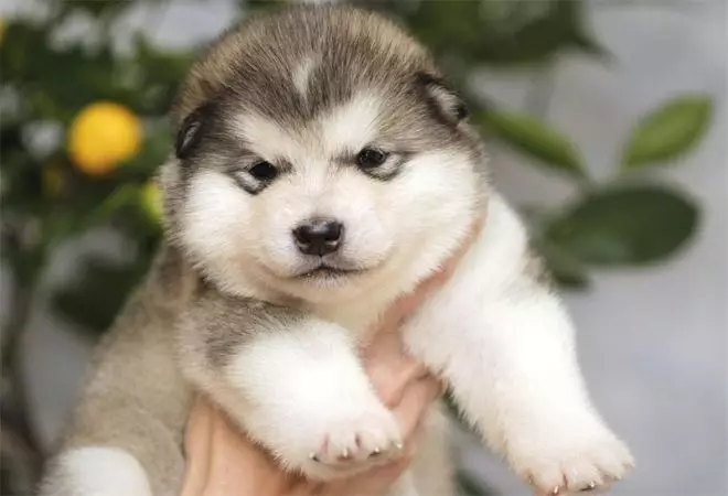 Alaskan Malamute.