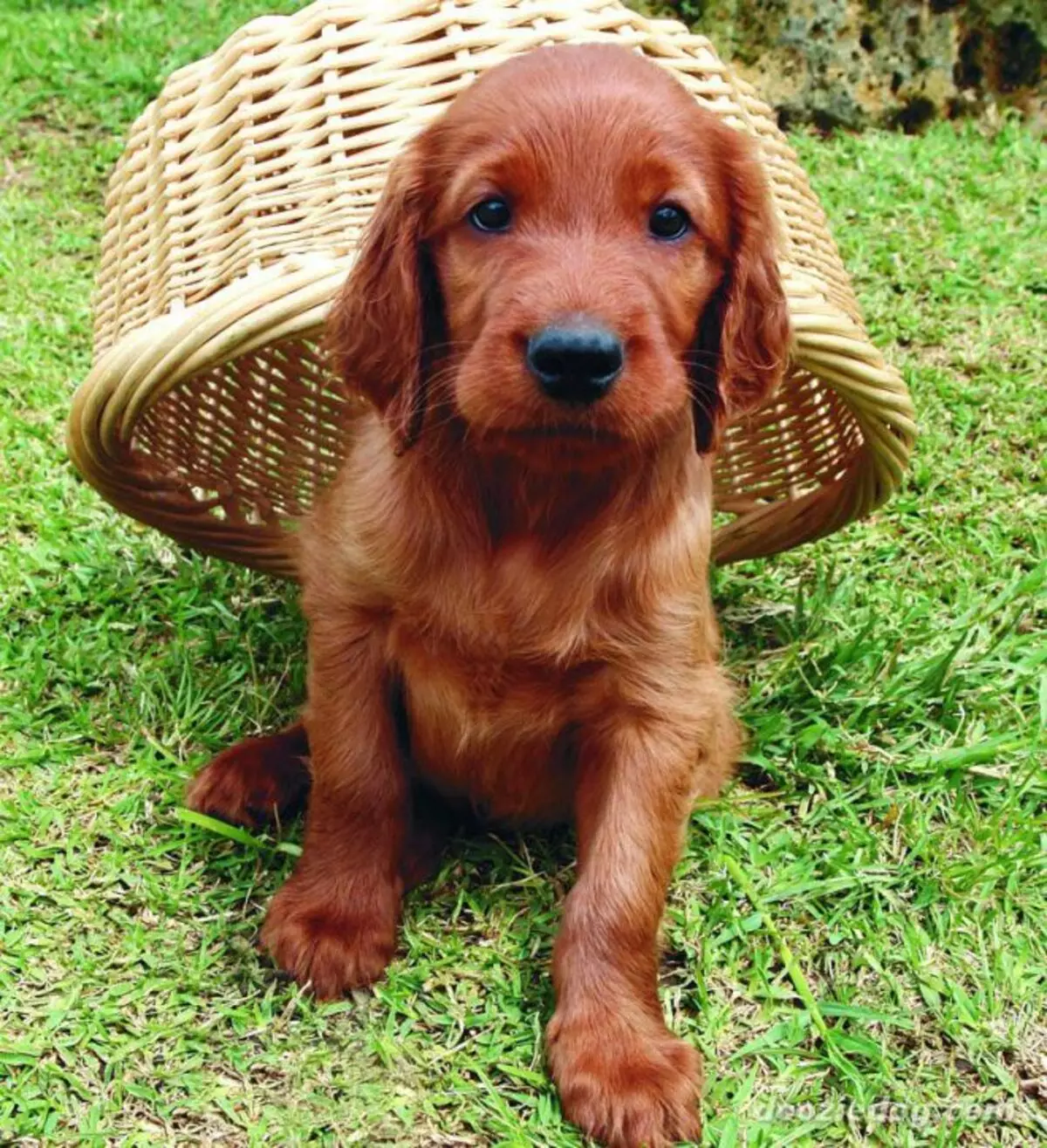 Irish Setter