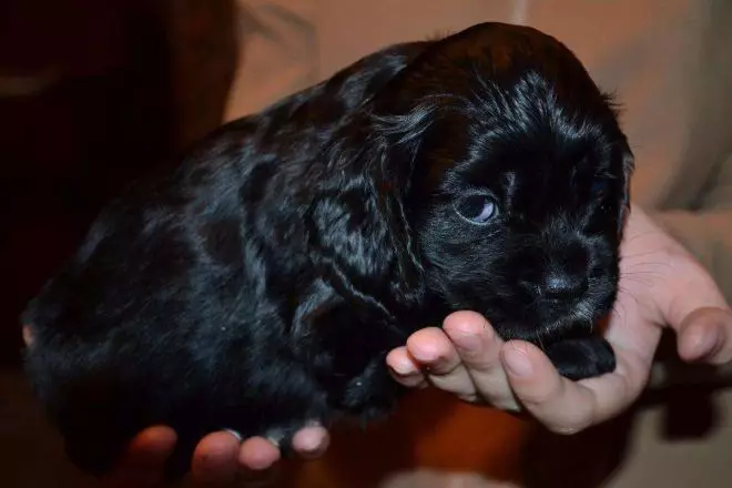 Cocker Spaniel.