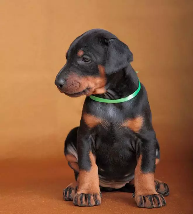 Doberman Pincher